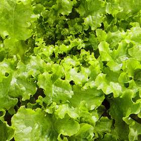 Natural Beauty Care: Lettuce (Salad -ka- patta)
