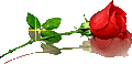 Rosa Poesia em Flor: Rosa Poesia em Flor: