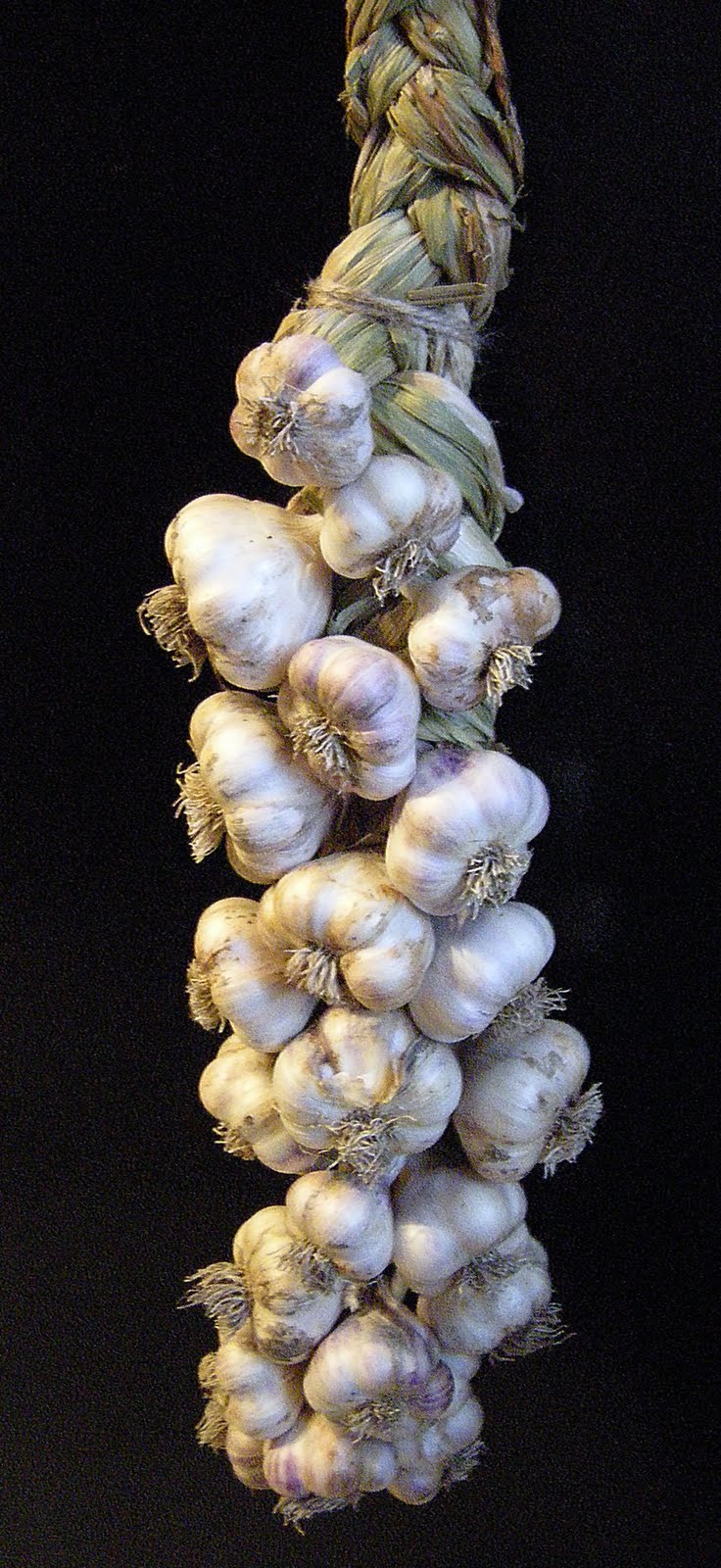 The Obsessive Gardener: Garlic Braids