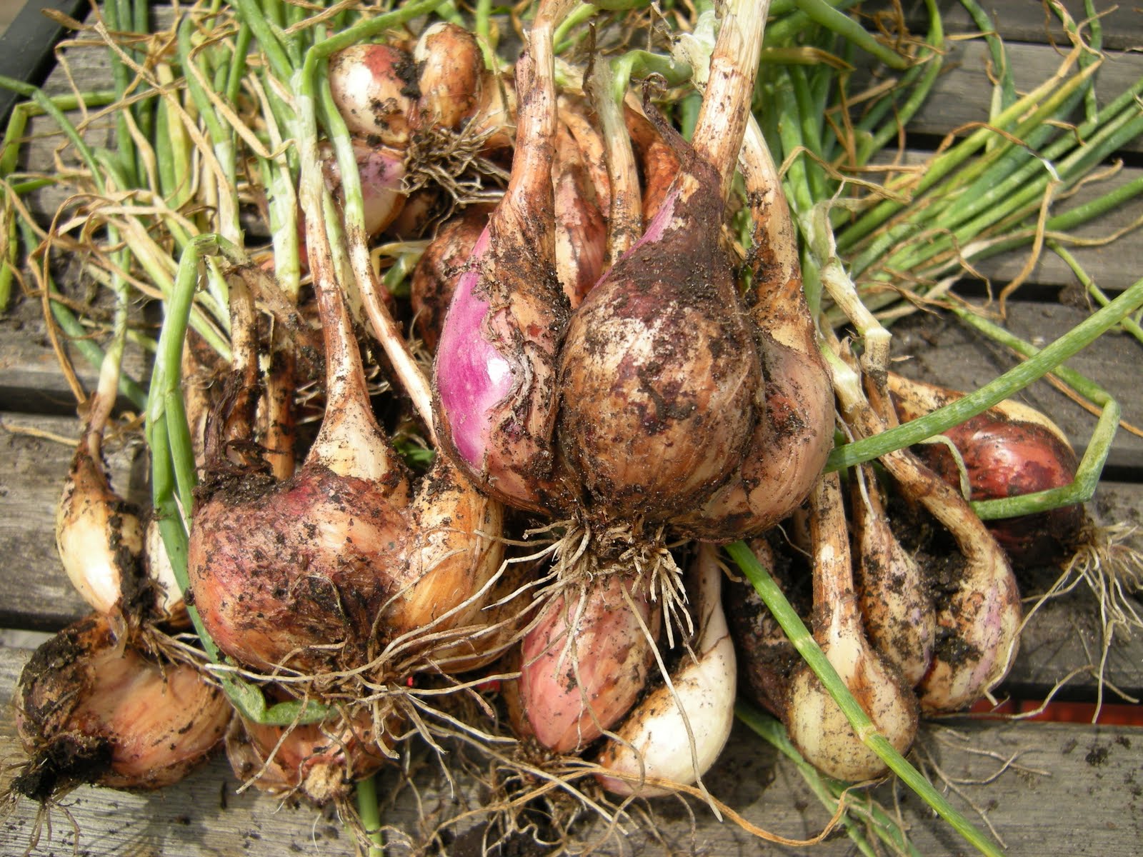 The Obsessive Gardener: Where Did The Summer Go?