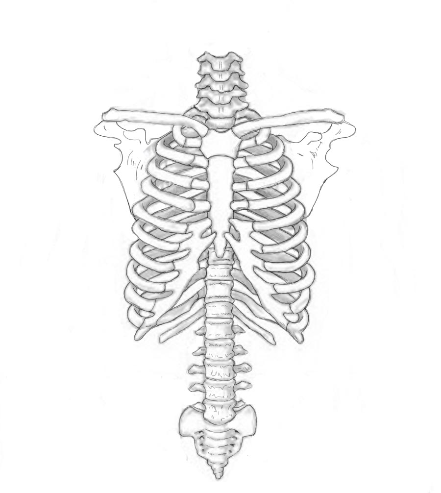 Dibujohumano: Tórax