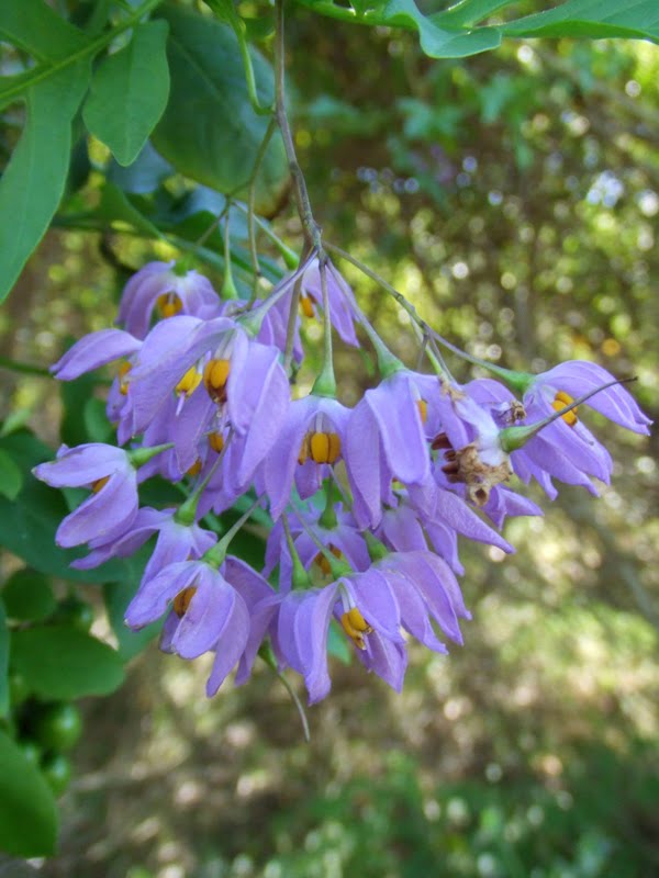 Jane Sassaman's Idea Book: Australian Native Color