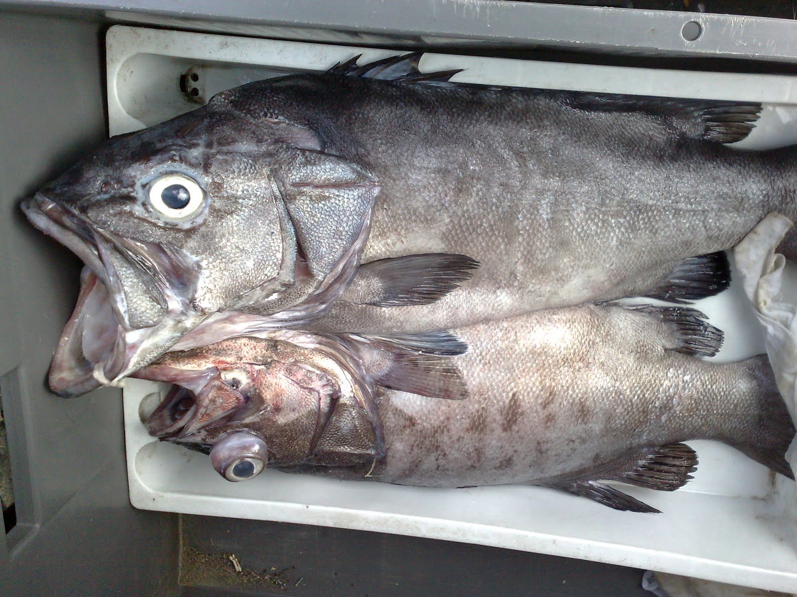 Pescando por Cantabria: Chernas