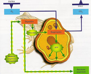BLOG EPALM 4-3: Nutricion heterotrofa.