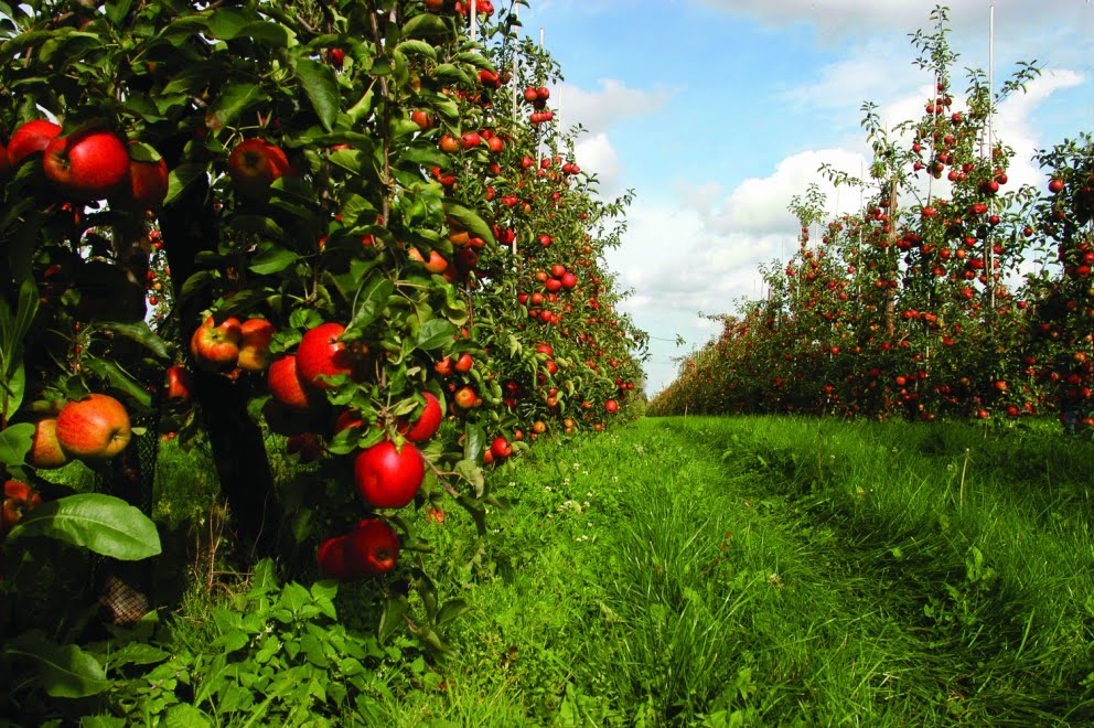klik de gedachte: Boomgaard