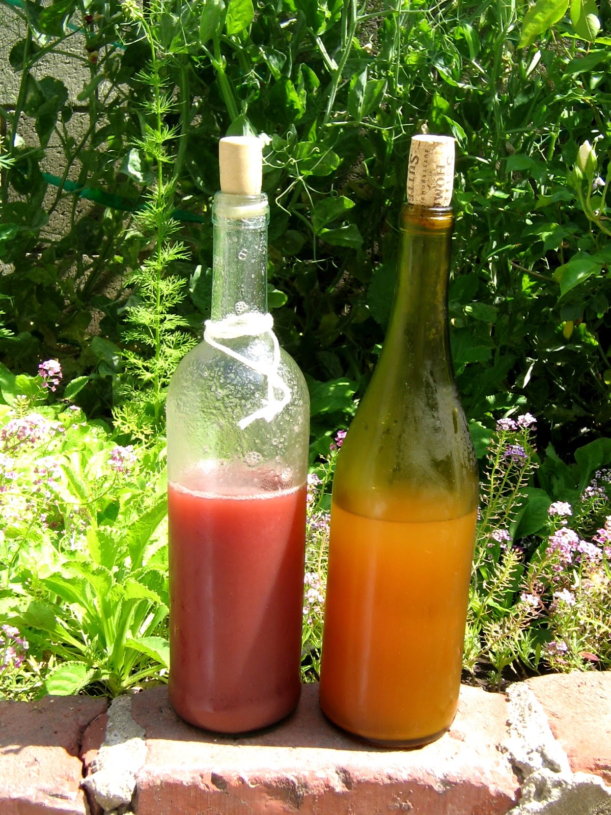Swiss Chard & Rhubarb: Swedish "Saft"