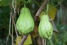 SAYOTE or CHAYOTE HEALTH BENEFITS ~ NUTRITION FACTS