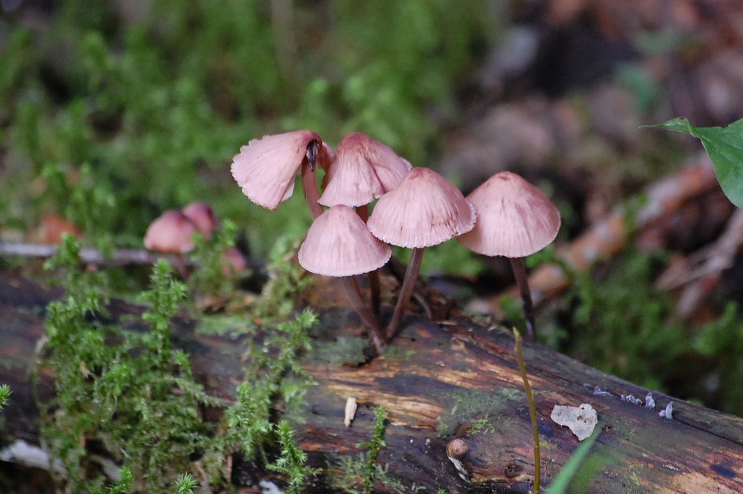 Laiwy pildid: Sellised seened..