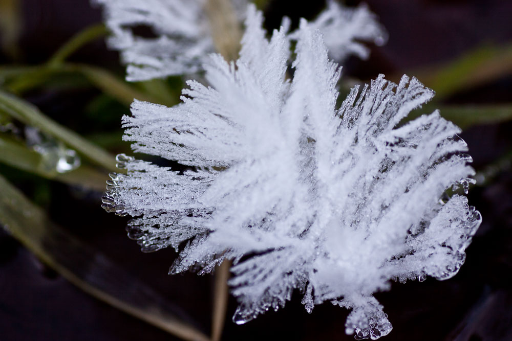 Nicolae Fanurie Photography: Flori de gheata