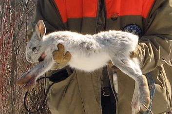 Big Woods Hare Hunters of the Allegheny: MAINE WINTER HARE HUNT 2009