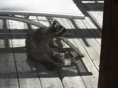 Bill's Journal: Tired Raccoon