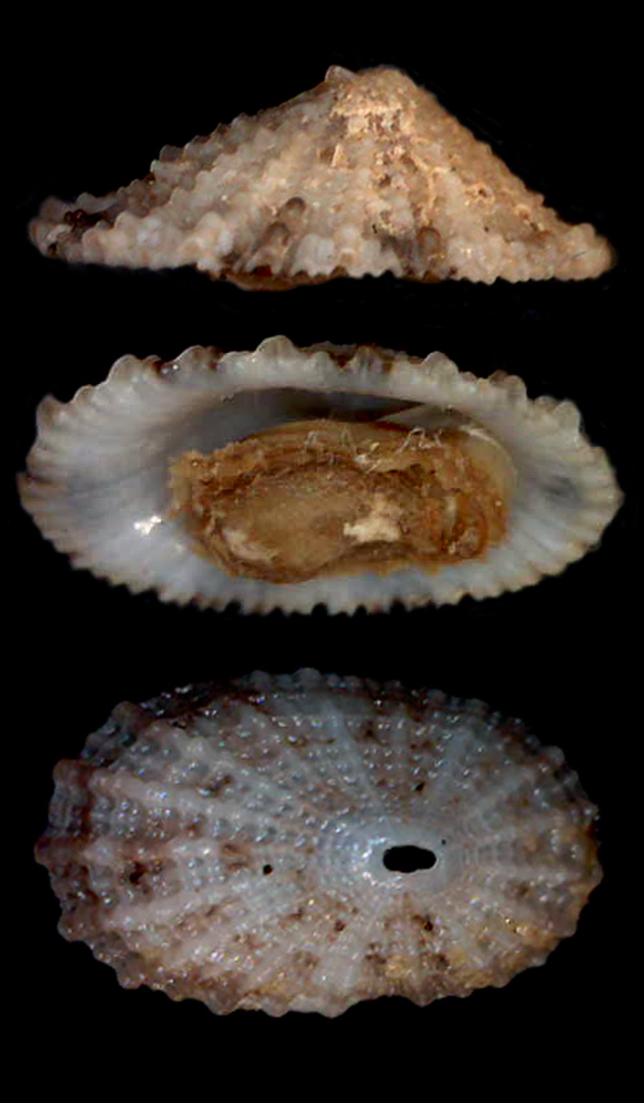 MALACOLOGÍA MEDITERRÁNEA: 2010-12-05