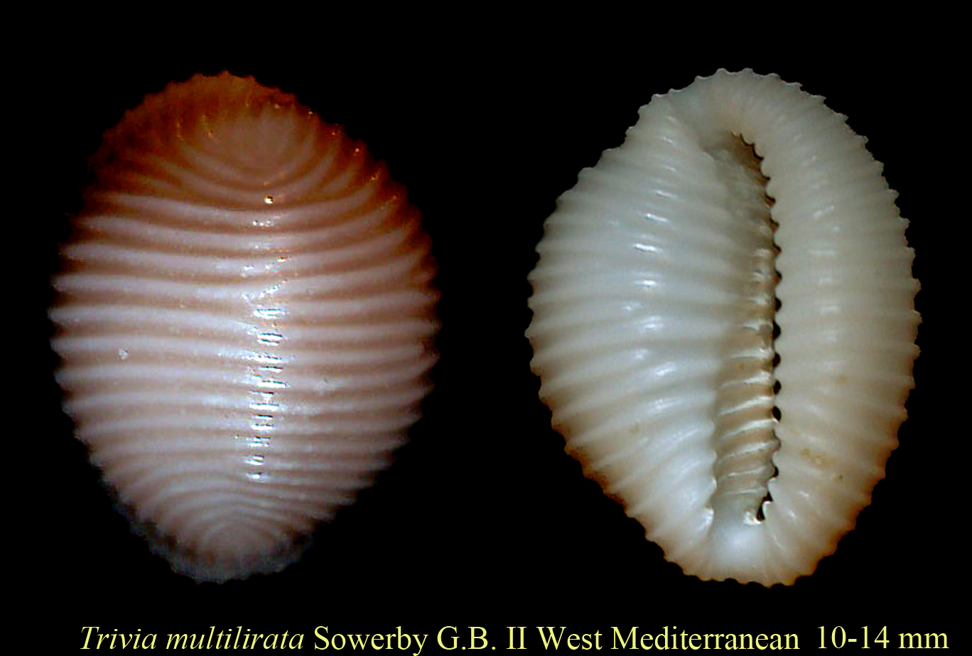 MALACOLOGÍA MEDITERRÁNEA: Listado de especies