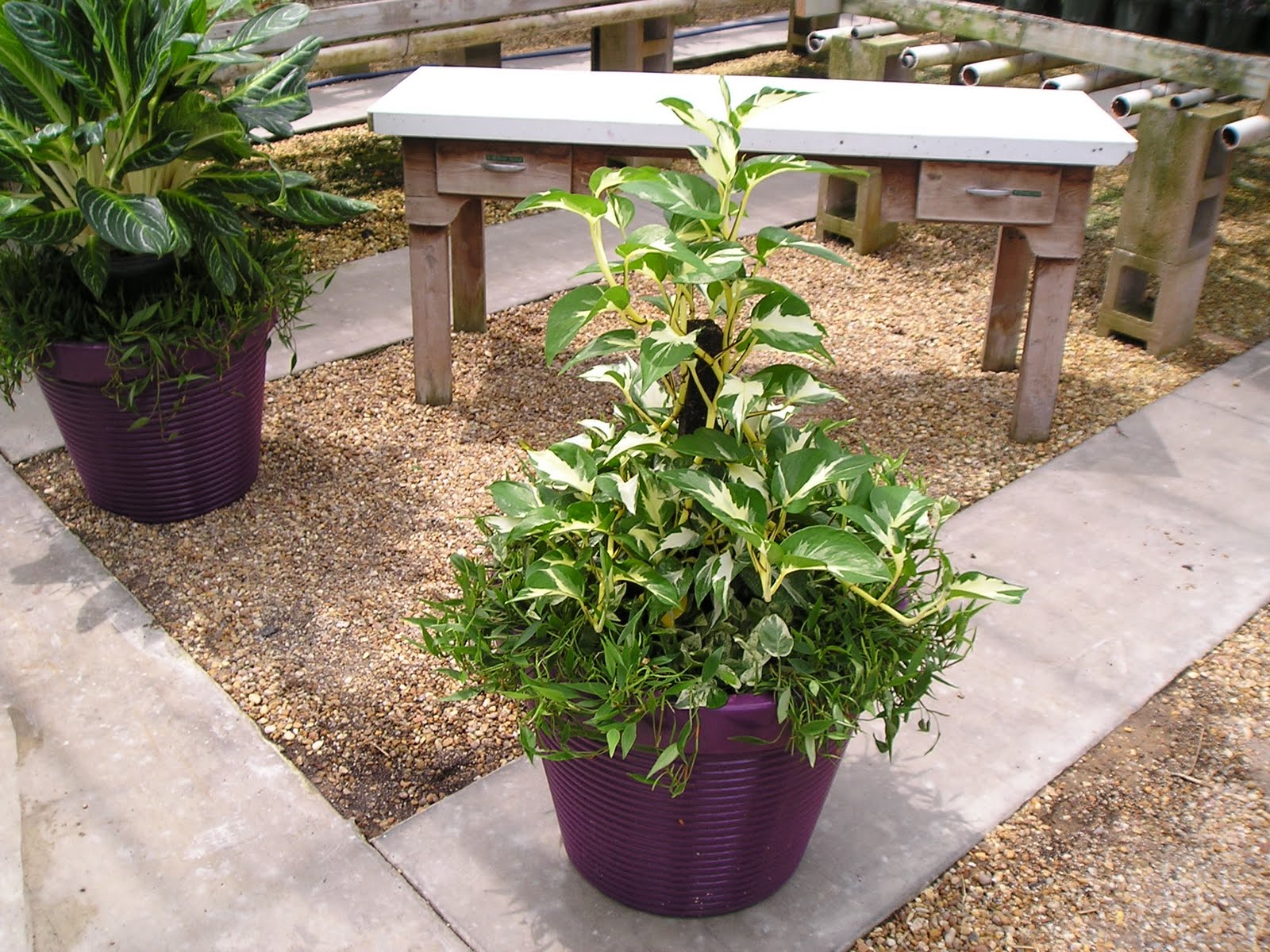 Plant Daddy: June 2010