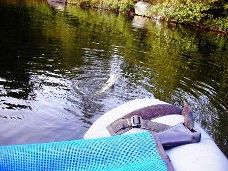 Steve Dobson's Fisherman's Blog: How To Get Started Float Tube Fly Fishing