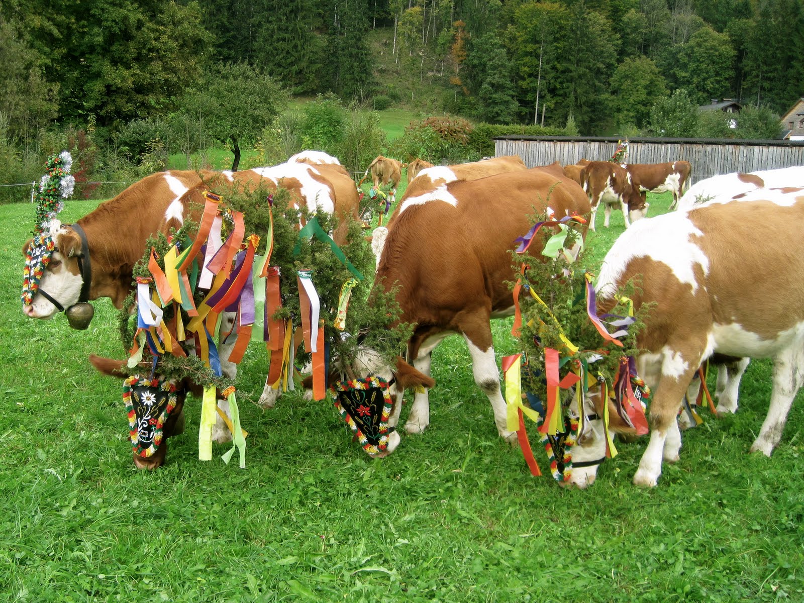 martha's vienna: Let's Party Till the Cows Come Home