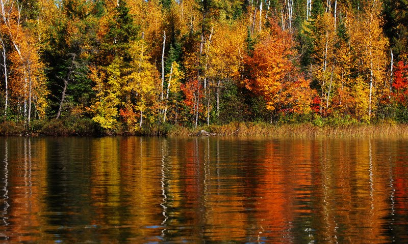 Heart 2 Heart: Fun Fall Facts