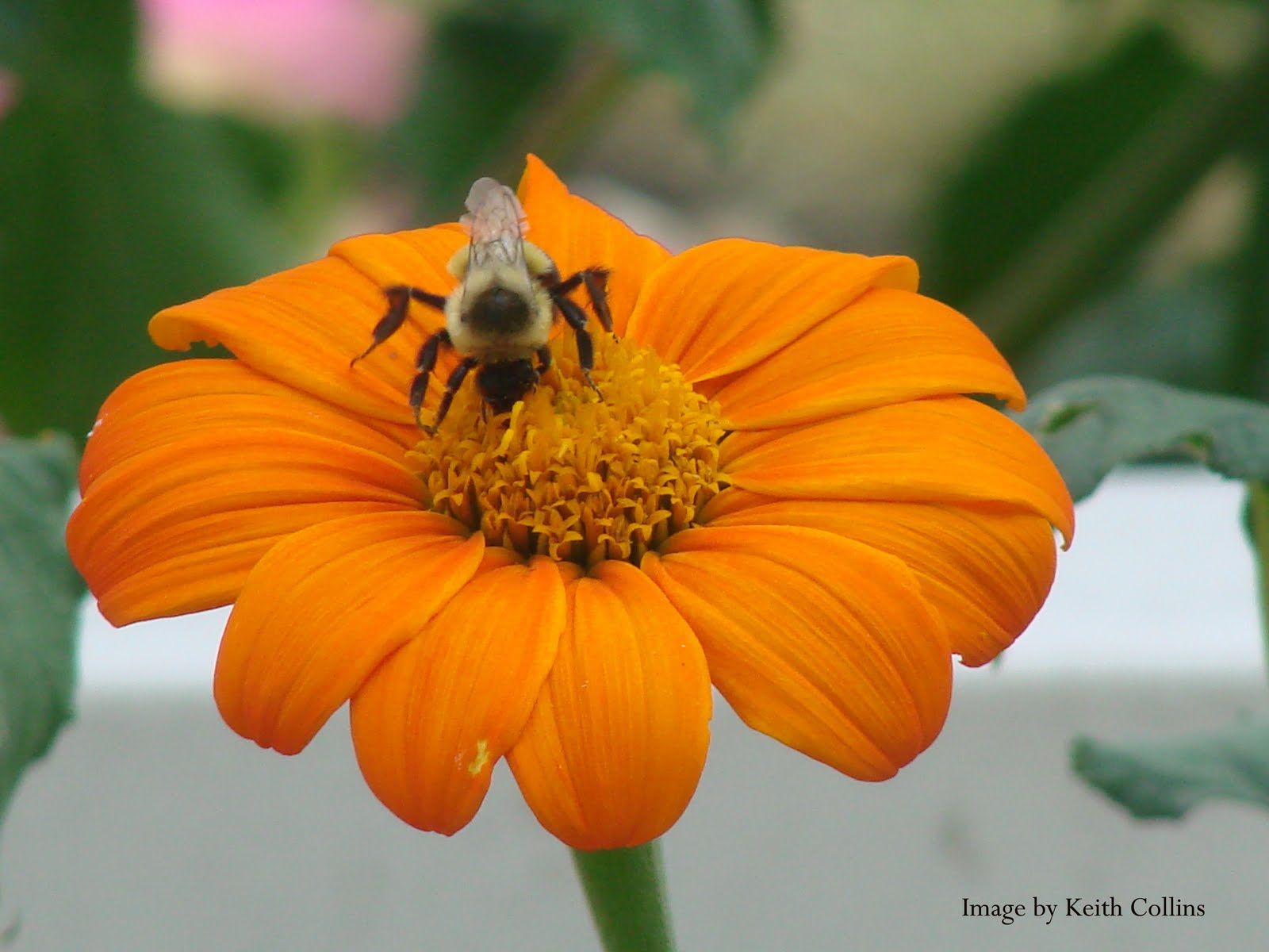 Franklin County (PA) Gardeners: Titillating Tithonia