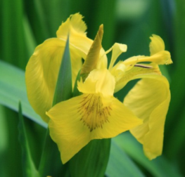 Gevaarlijke Planten: Gele lis