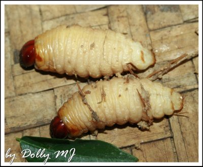 Kuala Penyu: Ulat Rumbia disebut "Butod"