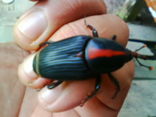 Kuala Penyu: Ulat Rumbia disebut "Butod"