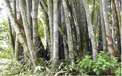 Geografi Fizikal dan Manusia Tingkatan 1: Tumbuhan Semula Jadi Dan ...