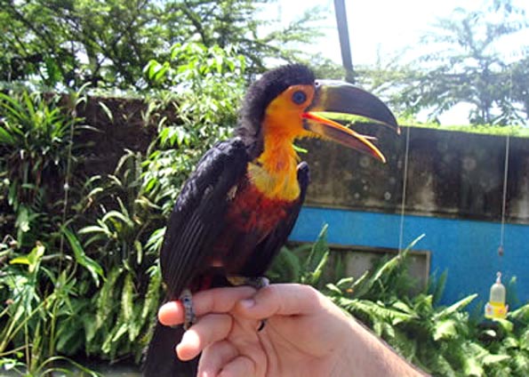 Filhote de tucano ameaçado de extinção é resgatado no Pará ~ AMBIENTAL
