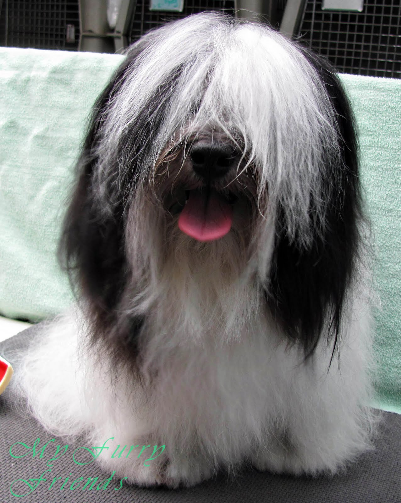 Are Dog Hairs Bad For You