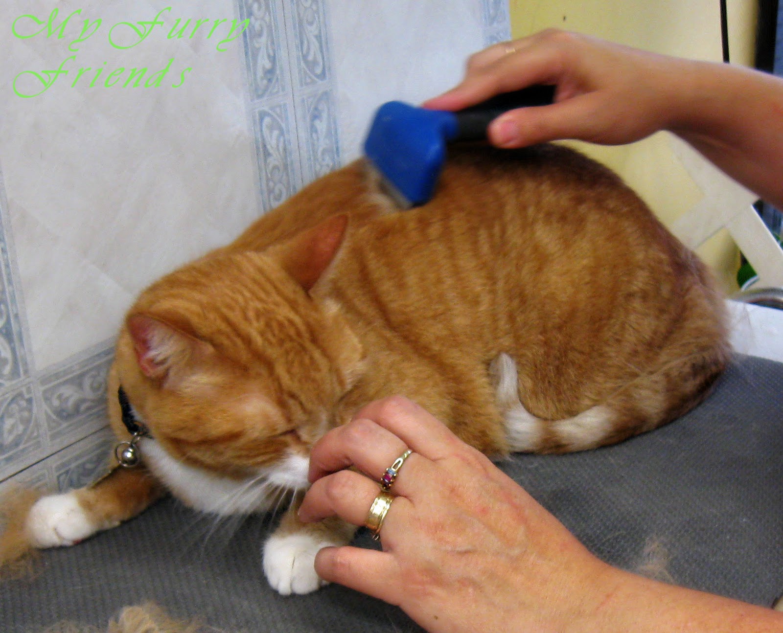Pet Grooming: The Good, The Bad, & The Furry: Cats