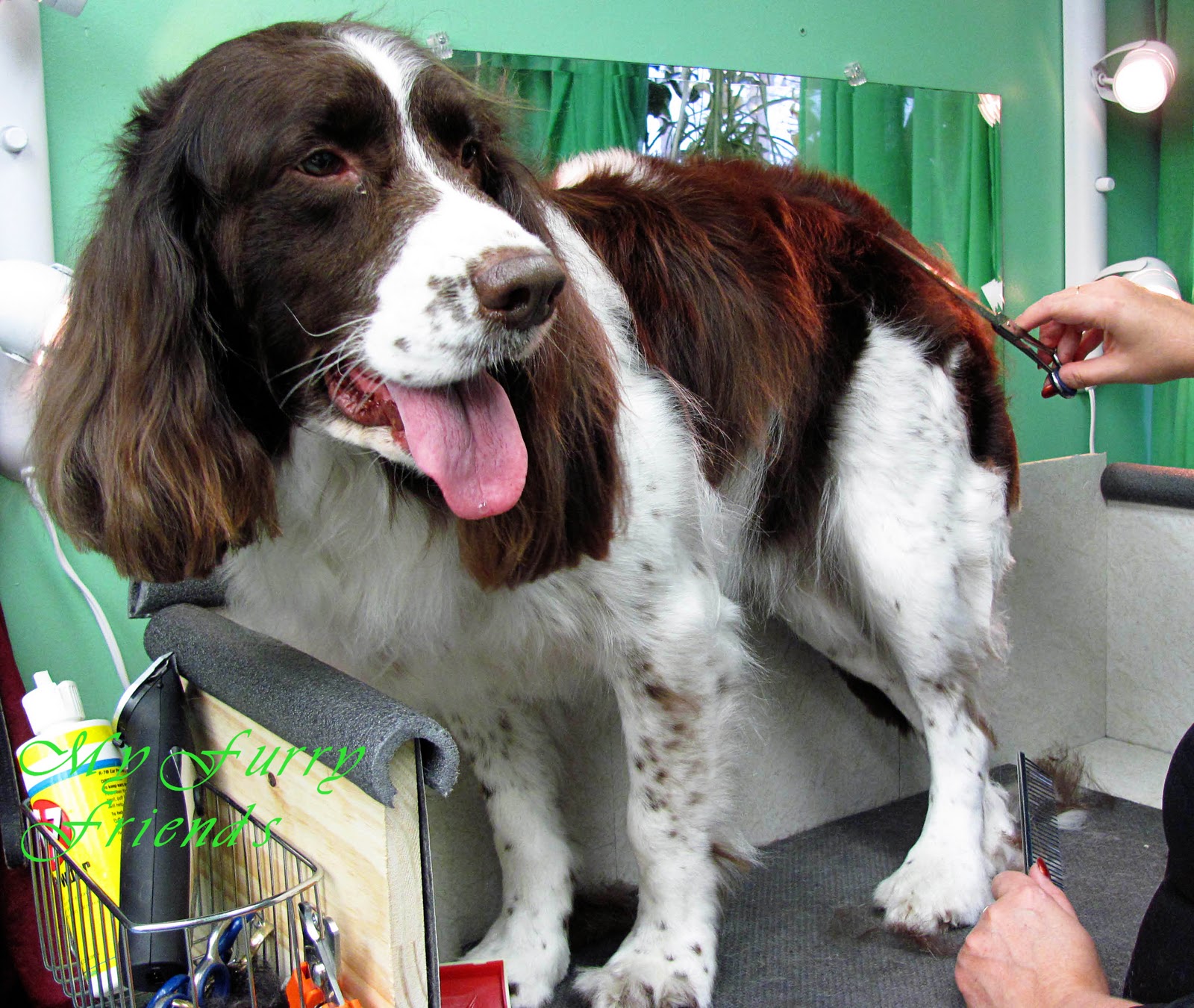 Pet Grooming: The Good, The Bad, & The Furry: Hand Scissoring a ...