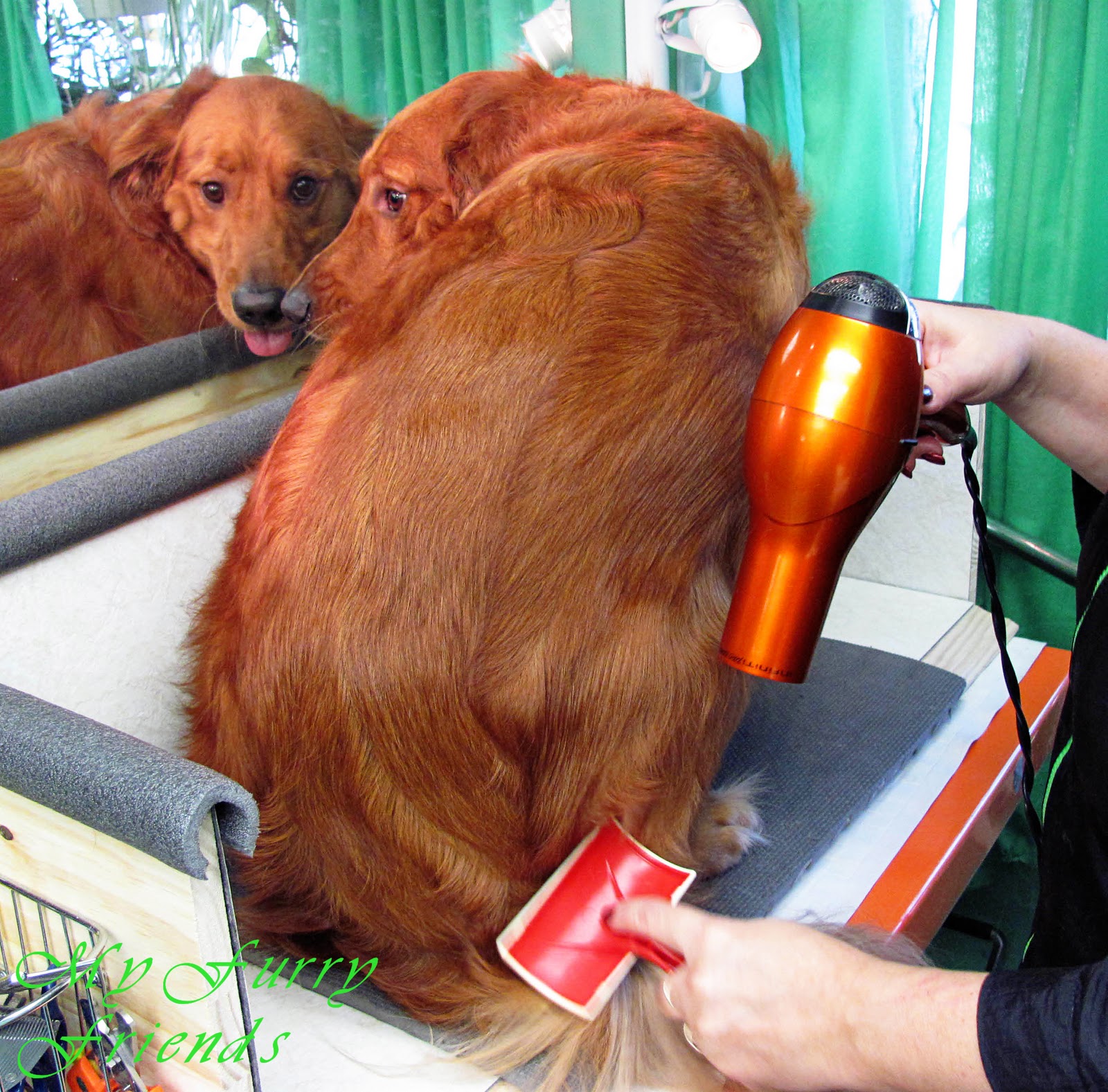 Pet Grooming: The Good, The Bad, & The Furry: Tuesdays Tip #6