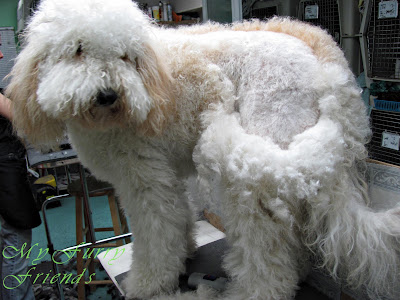 Pet Grooming: The Good, The Bad, & The Furry: Grooming Labradoodles ...