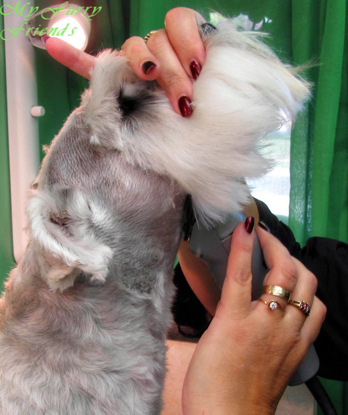 Pet Grooming: The Good, The Bad, & The Furry: Tuesdays Tip #9 Clipping ...
