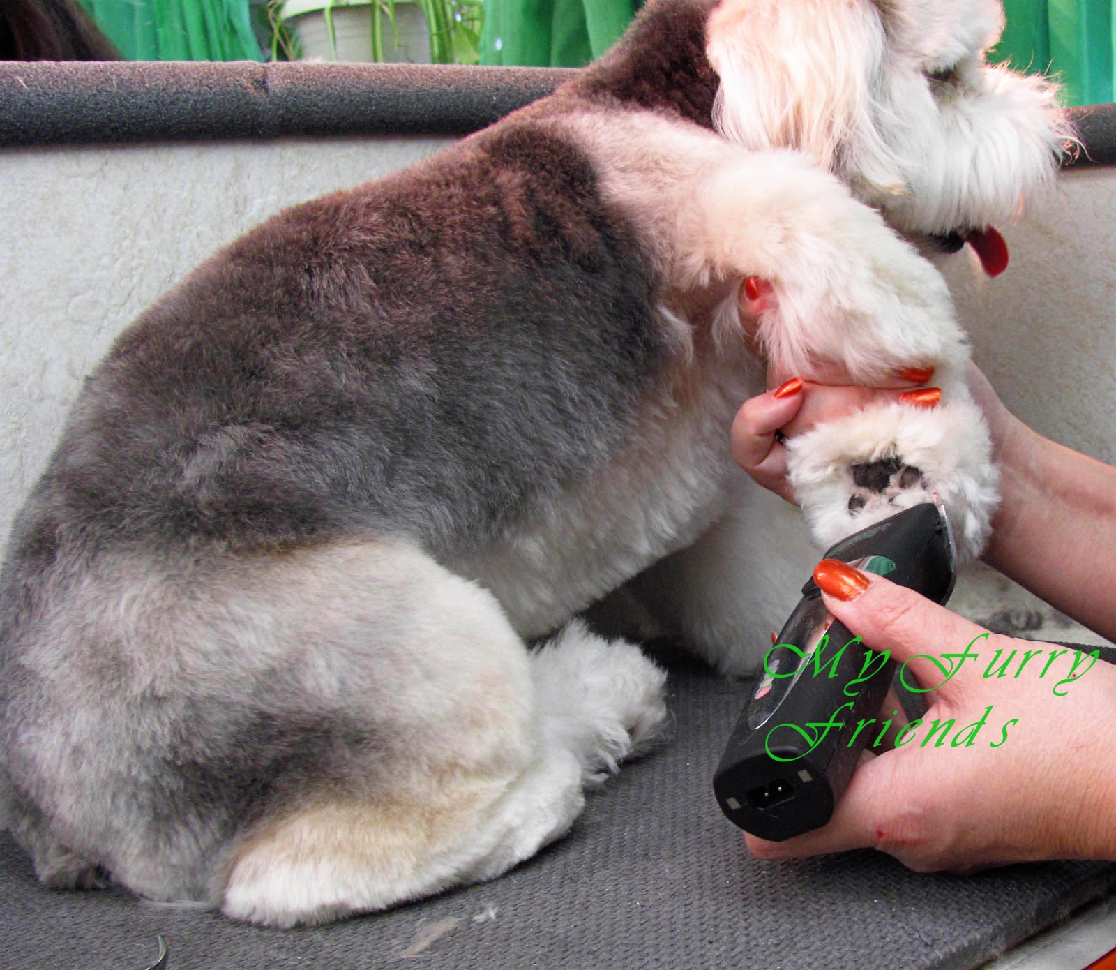 Pet Grooming: The Good, The Bad, & The Furry: Scissoring Feet & Legs
