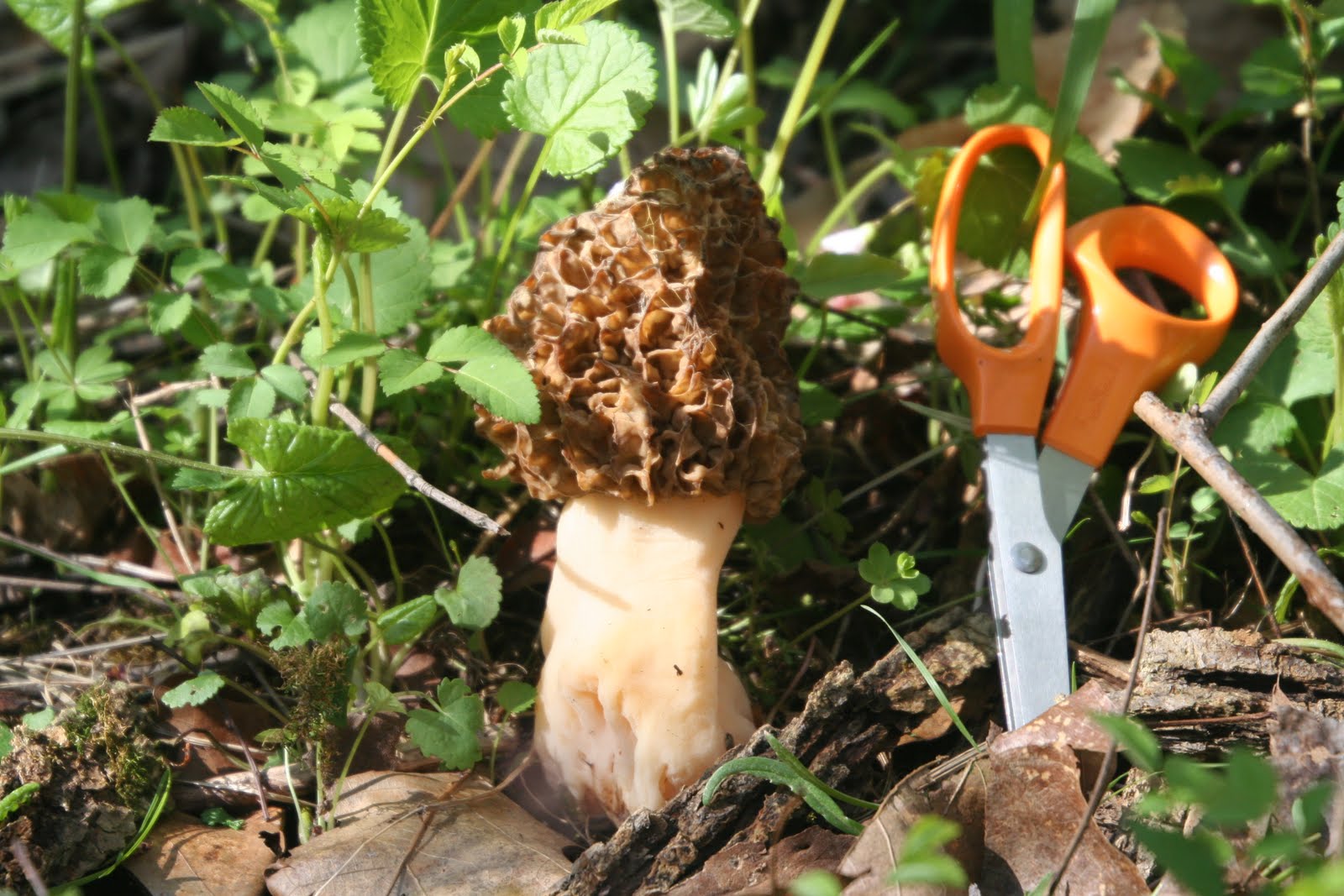 It's a Wild Life: The great morel caper