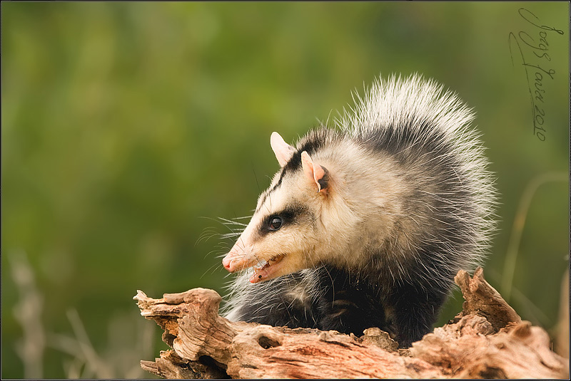 El GAUCHOGUACHO: Guacho