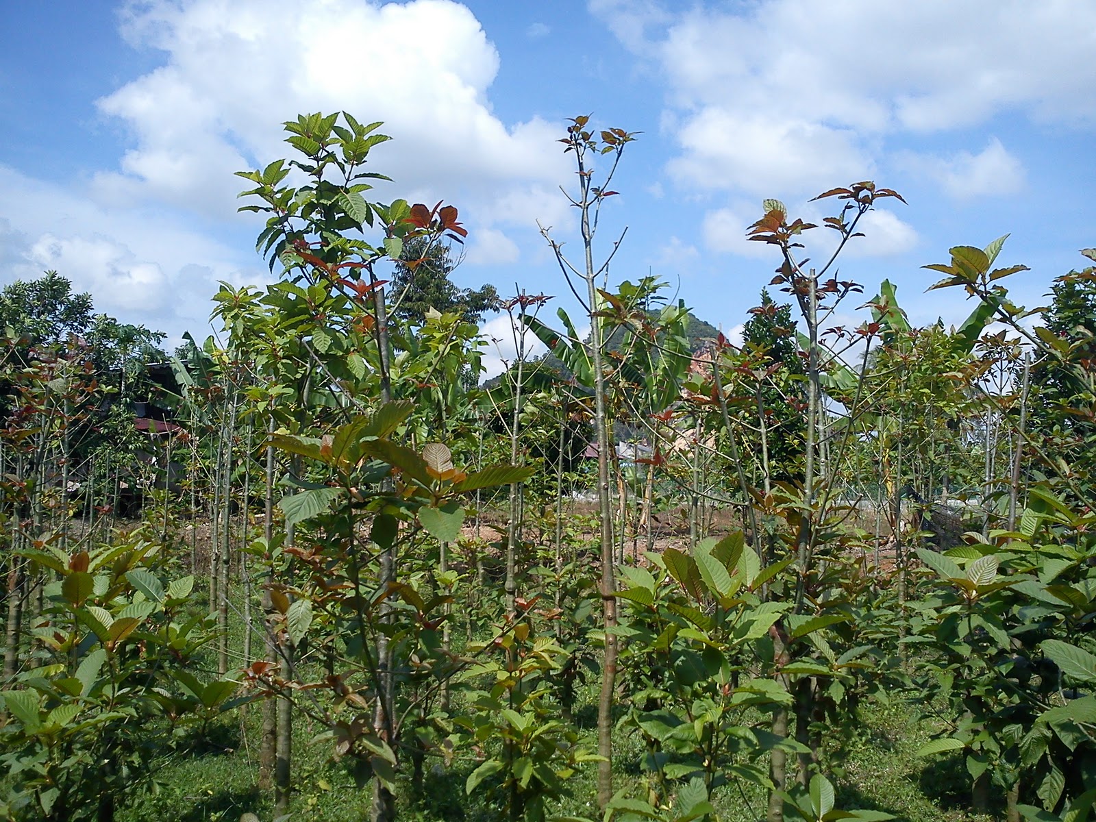bunga-bunga syurga: POKOK KETUM