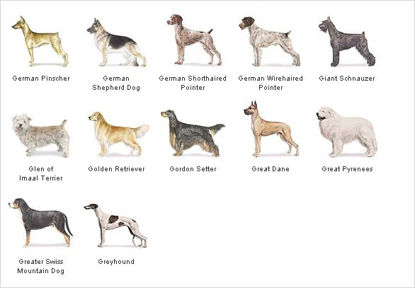 Rasy Psów: rasy psów