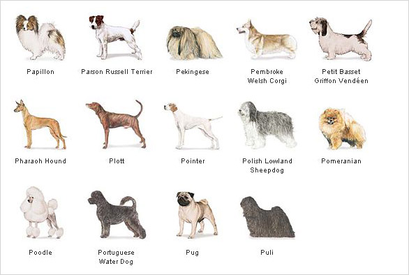 Rasy Psów