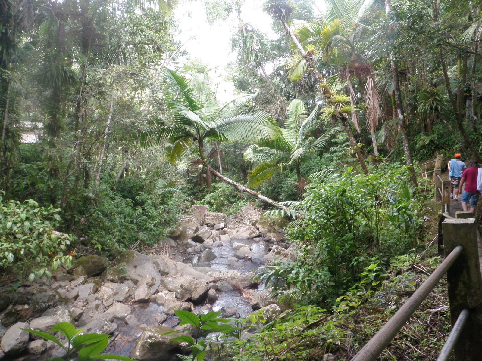 Trailsrule.com: puerto rican rain forest