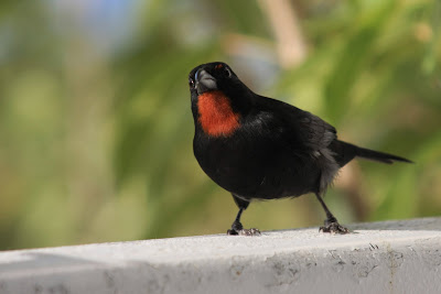 L'Oeil de Séb.: Oiseaux MARTINIQUE
