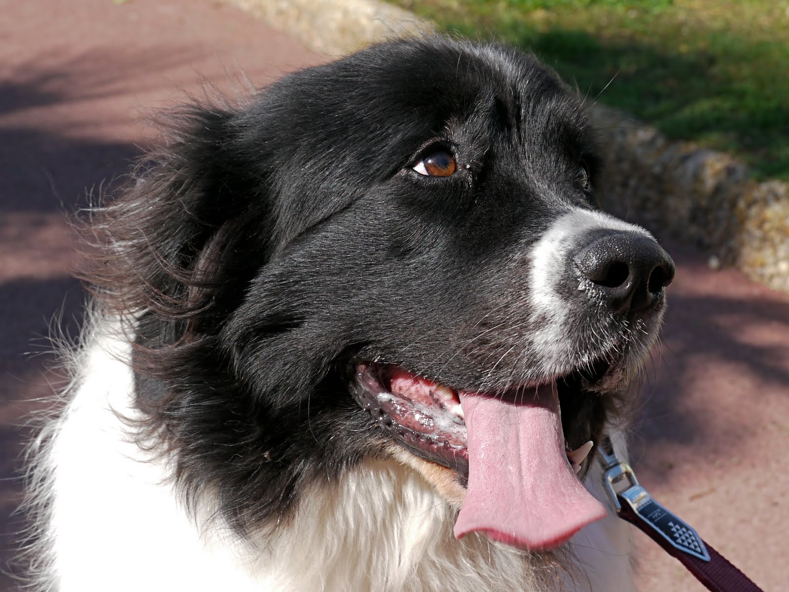 PUPPY CARE CENTER: Ava the Landseer Puppy Care Center and The dog breed ...