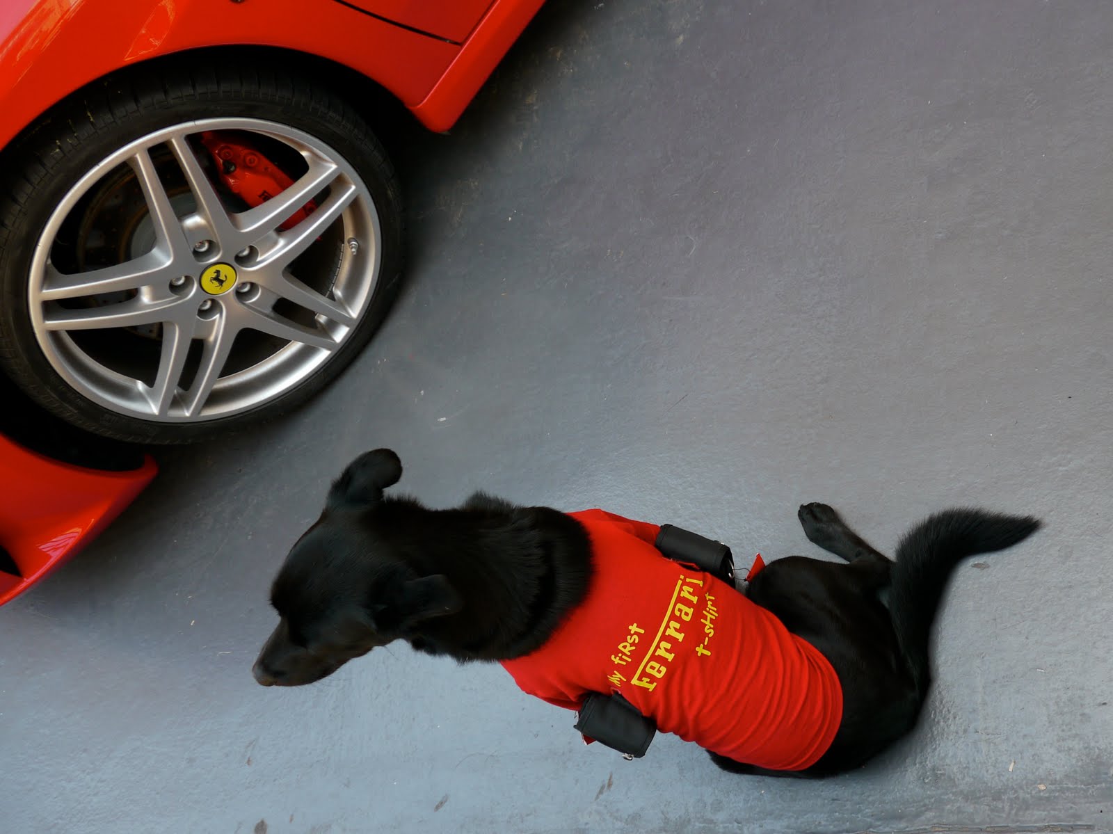 Dog With Ferrari Hat at Carla Langford blog