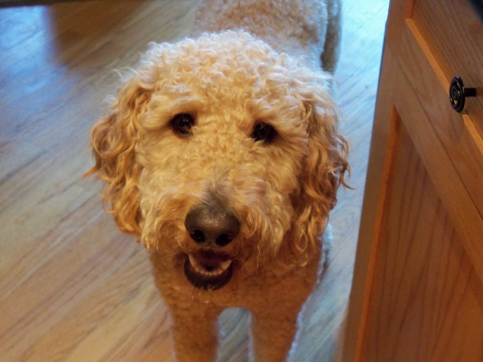 Kellie's Kitchen: Homemade Frosty Paws - Windy's Favorite Summer Dog Treat!