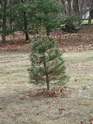 The Bumbles Blog: ON FUN ~ Jack's Tree...