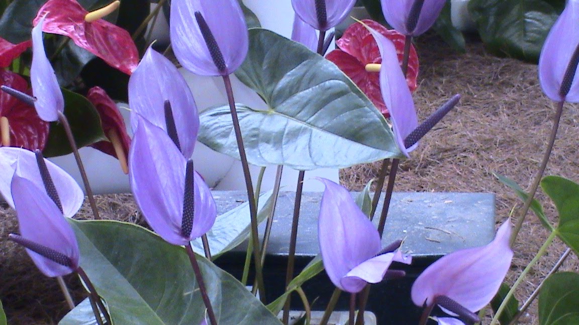 diseños de jardin