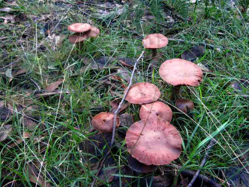 TRACKS, TRAILS AND COASTS NEAR MELBOURNE : Winter Fungus Discovery hike ...