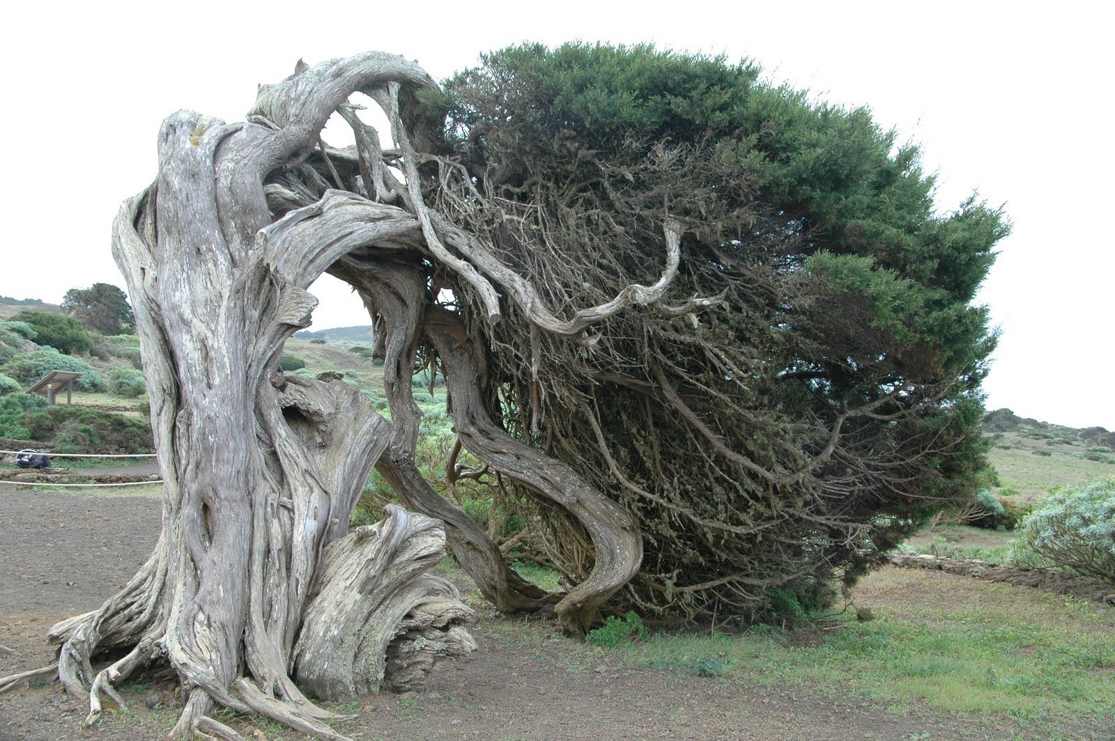 Los pasos que dejamos atrás - Senderismo en Gran Canaria: El Sabinar