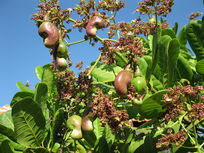 Panruti Cashews: ♥ Cashew Flower & Leaves Photo's..