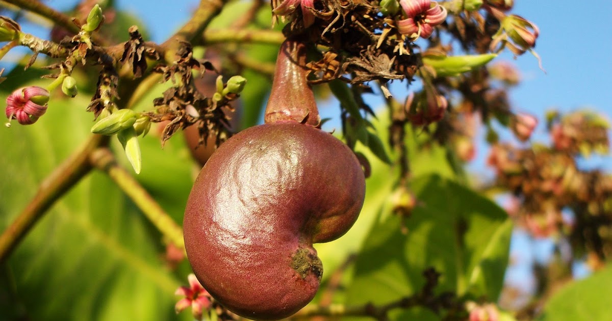 Panruti Cashews: ♥ Cashew Flower & Leaves Photo's..